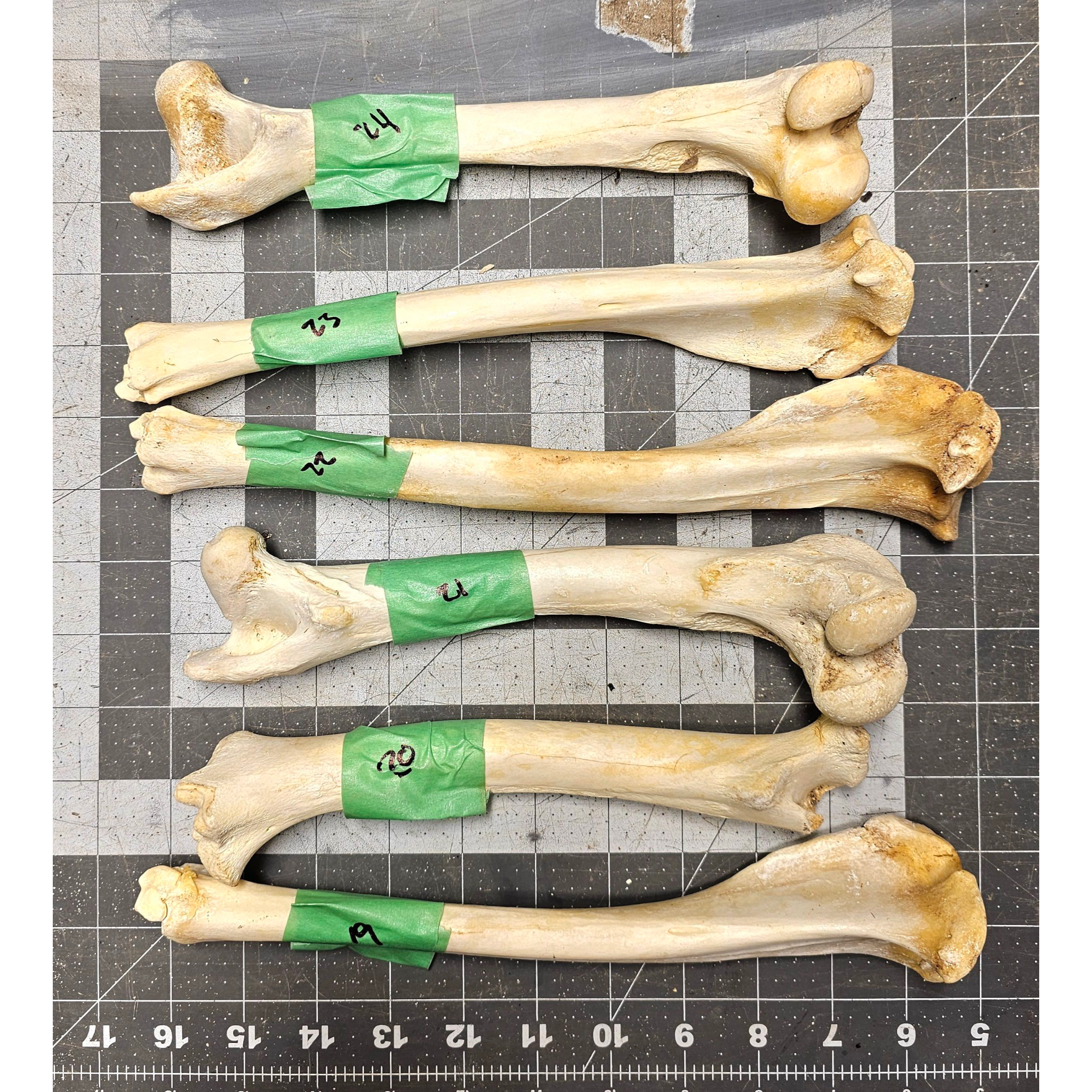 Page 4 Deer leg Bones, Clean Deer Cannon Bones, Knife Handles ...
